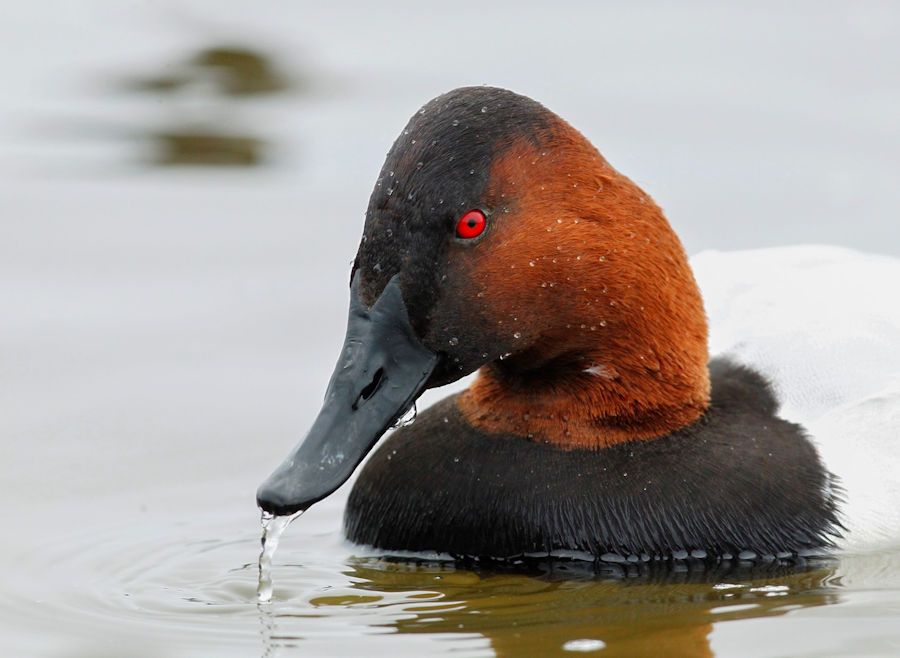Blackwater National Wildlife Refuge and Choptank River Diving Ducks ...