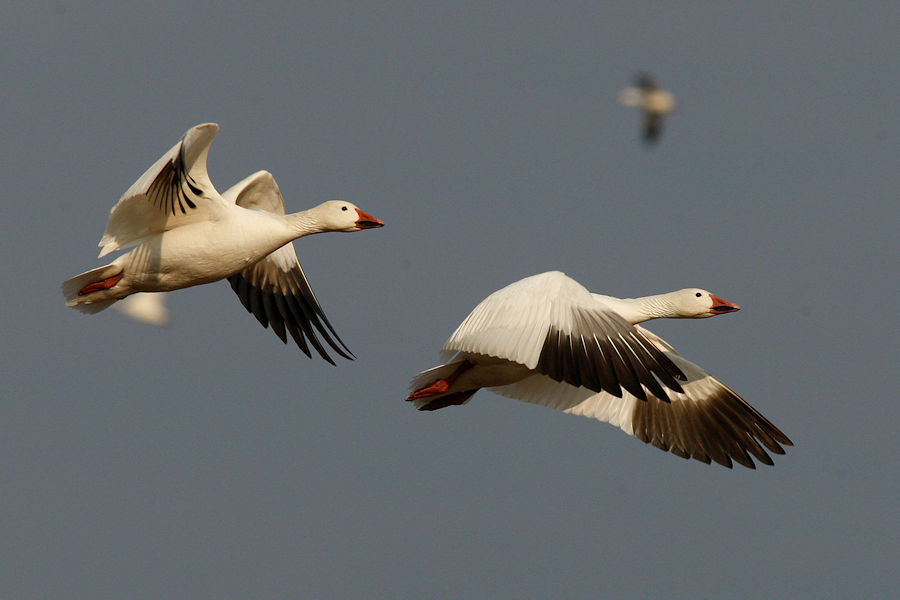 Morning Geese at Bombay Hook National Wildlife Refuge | Washington ...