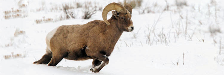 Wyoming Winter Wildlife: Bighorn Sheep Rut | Washington Photo Safari