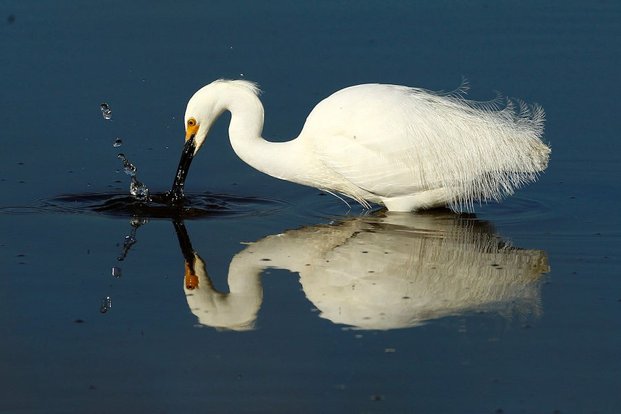 Bird Photography at Bombay Hook NWR | Washington Photo Safari